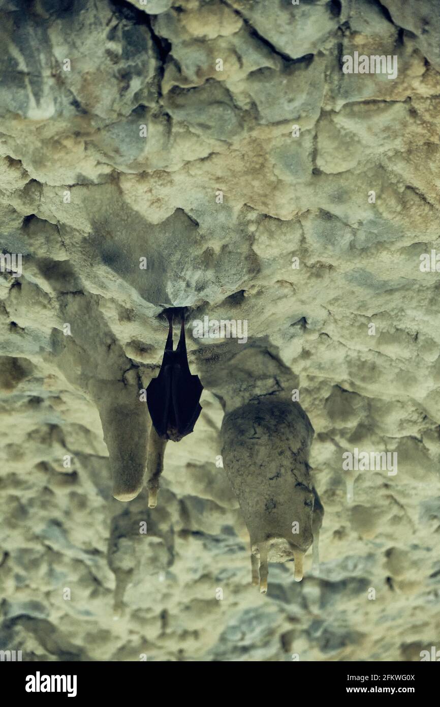 An old bat hanging from the ceiling of a cave Stock Photo - Alamy