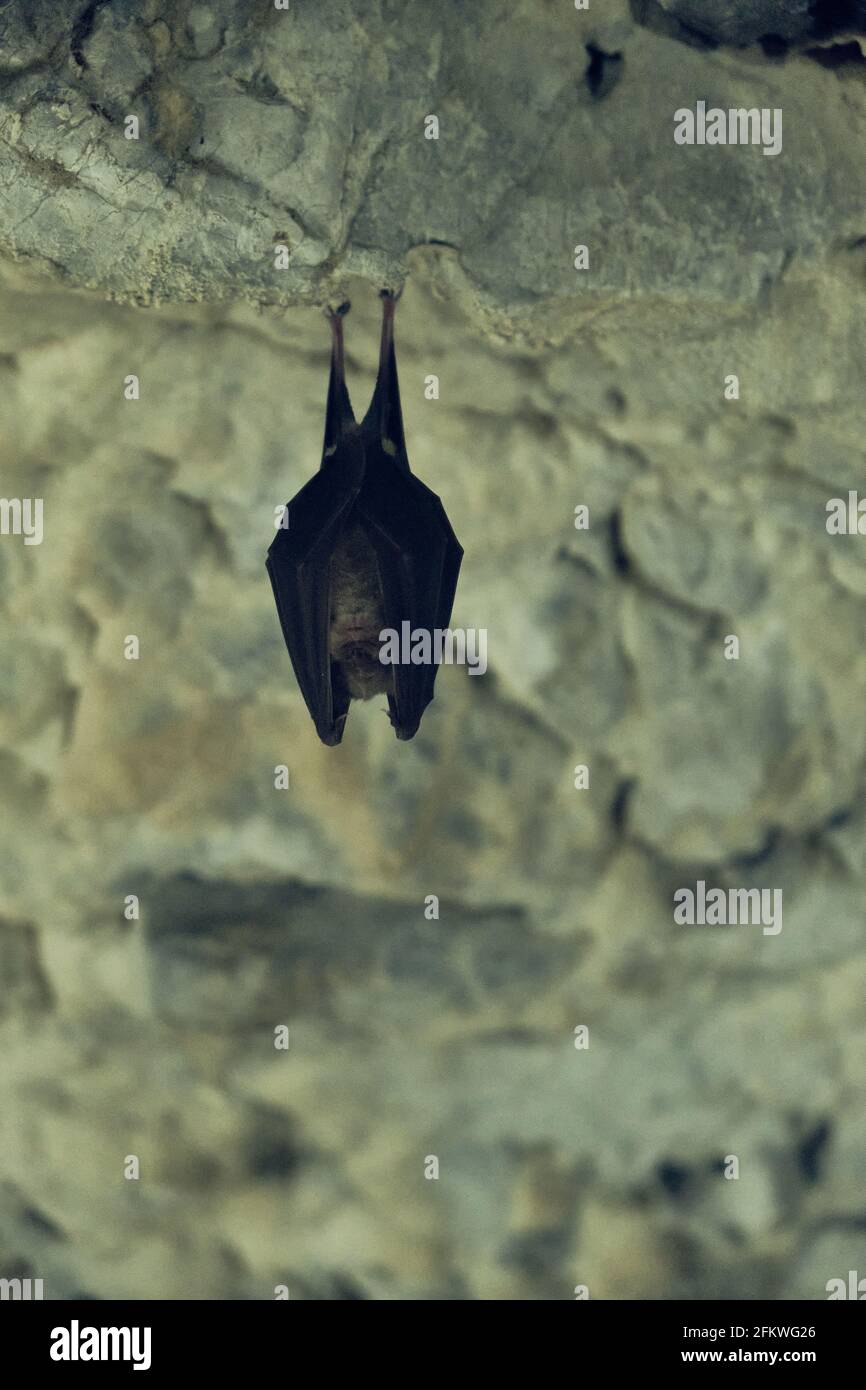 An old bat hanging from the ceiling of a cave Stock Photo - Alamy
