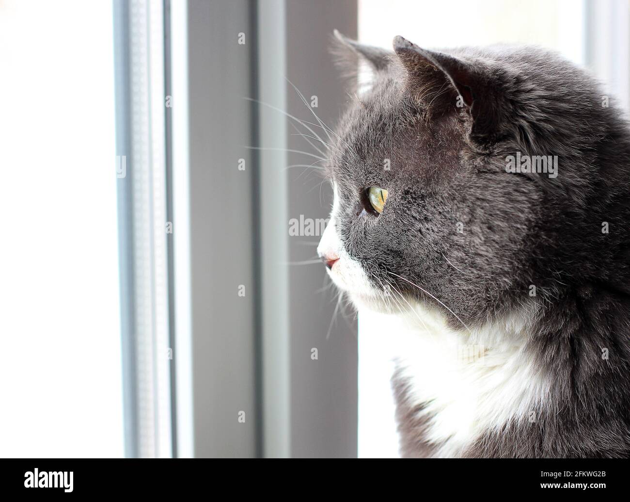 Beautiful cat sitting near the window Stock Photo - Alamy