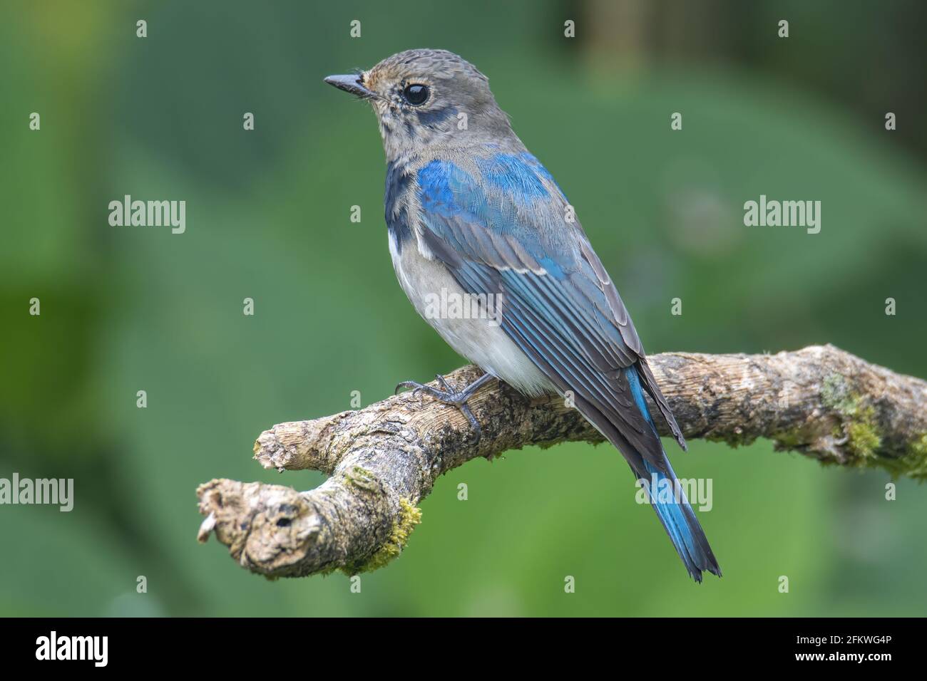 Juvenile Blue-and-white Flycatcher, Japanese Flycatcher male blue and ...
