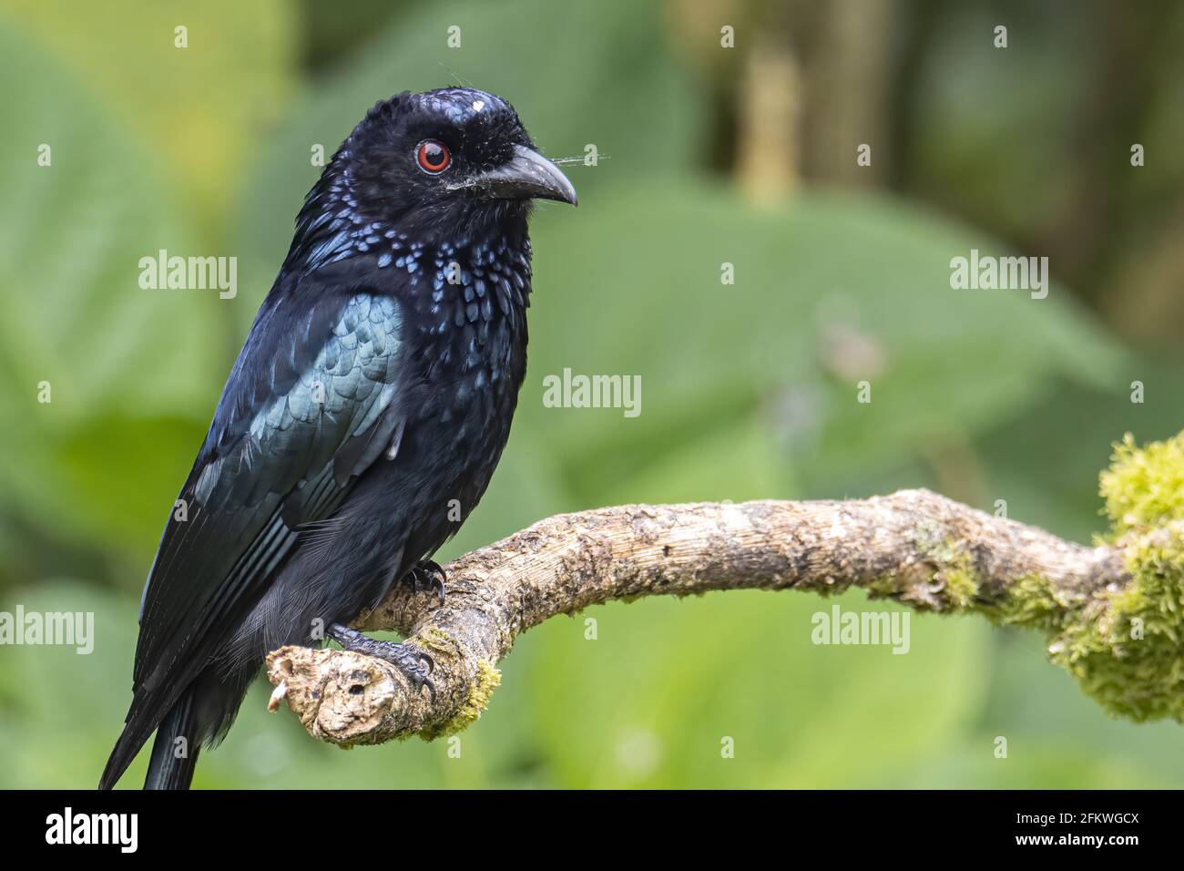 Nature wildlife image of Bronze Drongo bird (Dicrurus aeneus) on perch ...