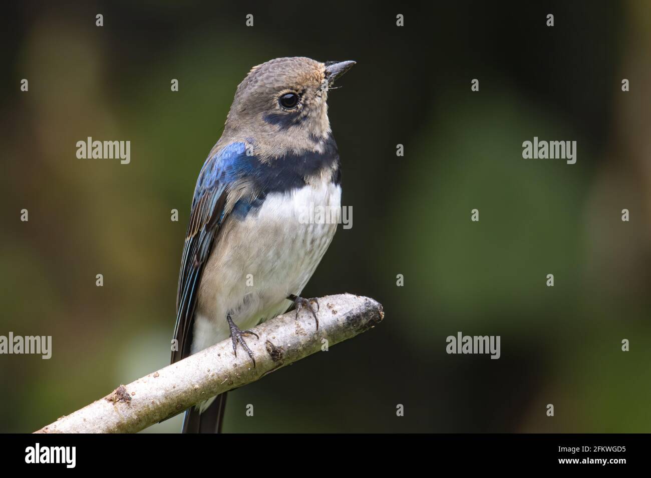 Juvenile Blue-and-white Flycatcher, Japanese Flycatcher male blue and ...