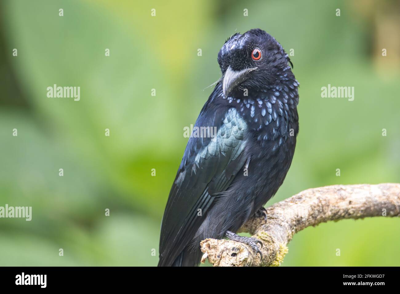 Nature wildlife image of Bronze Drongo bird (Dicrurus aeneus) on perch ...
