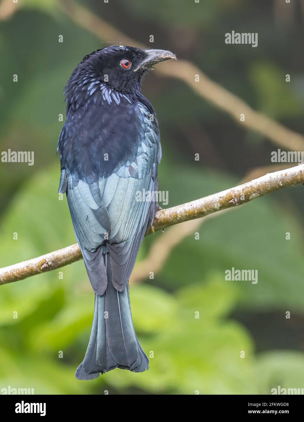 Nature wildlife image of Bronze Drongo bird (Dicrurus aeneus) on perch ...