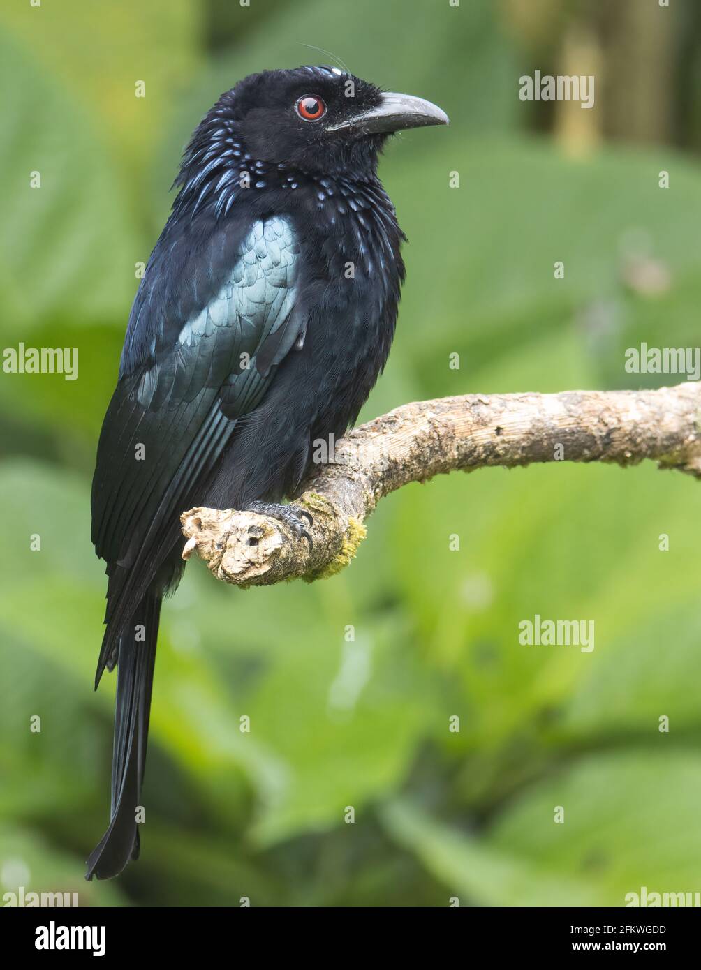 Nature wildlife image of Bronze Drongo bird (Dicrurus aeneus) on perch ...