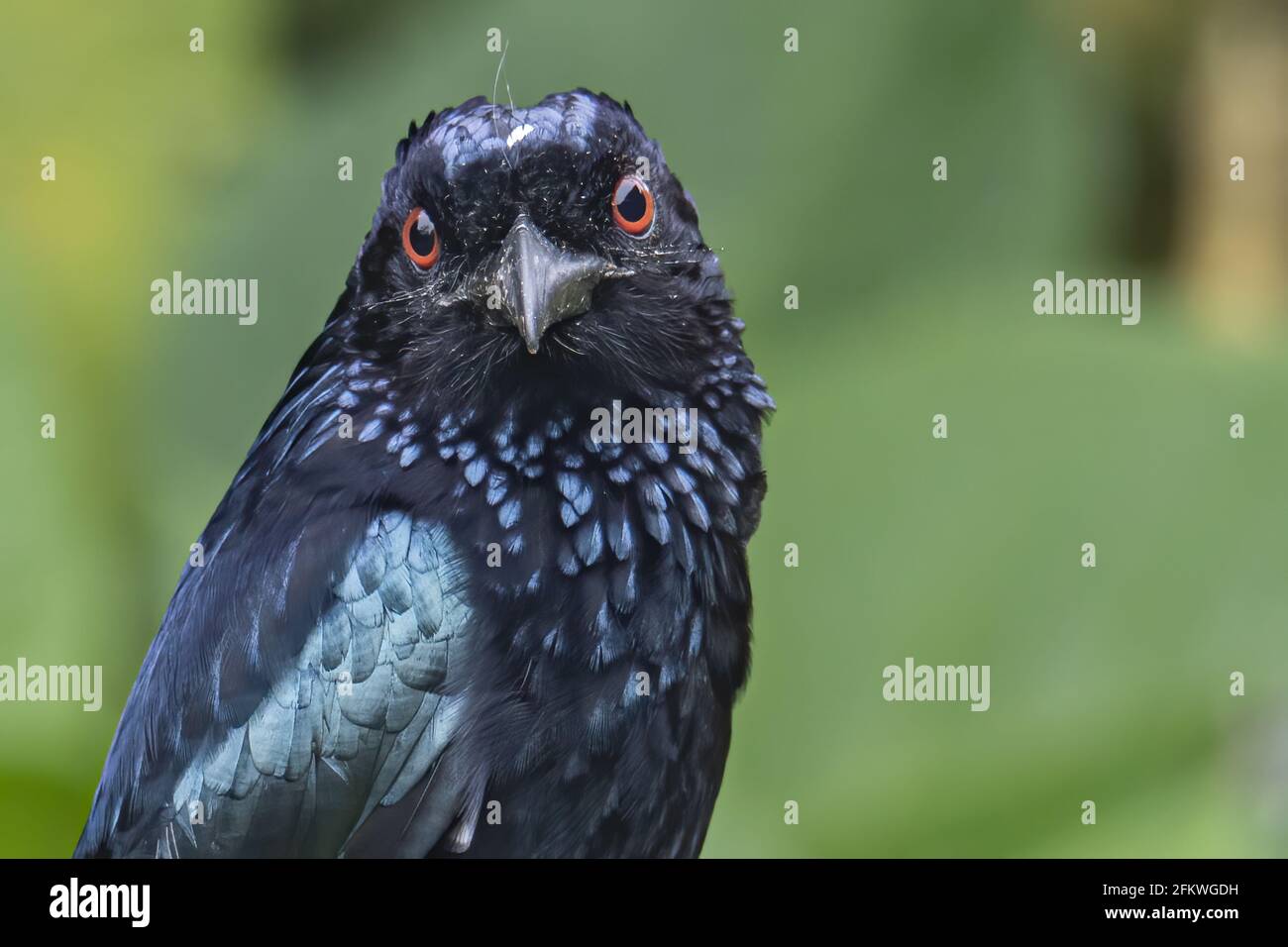 Nature wildlife image of Bronze Drongo bird (Dicrurus aeneus) on perch ...