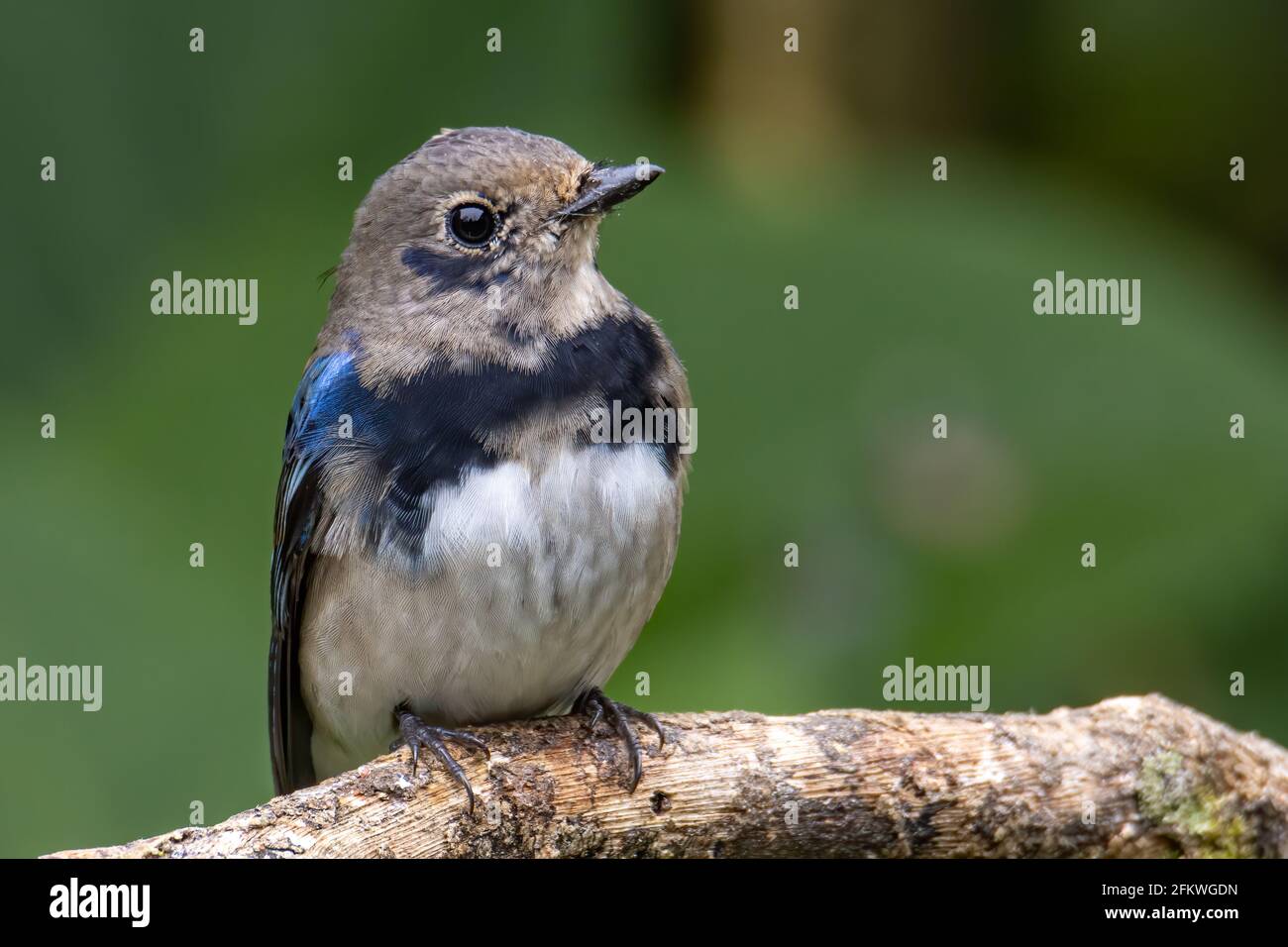 Juvenile Blue-and-white Flycatcher, Japanese Flycatcher male blue and ...