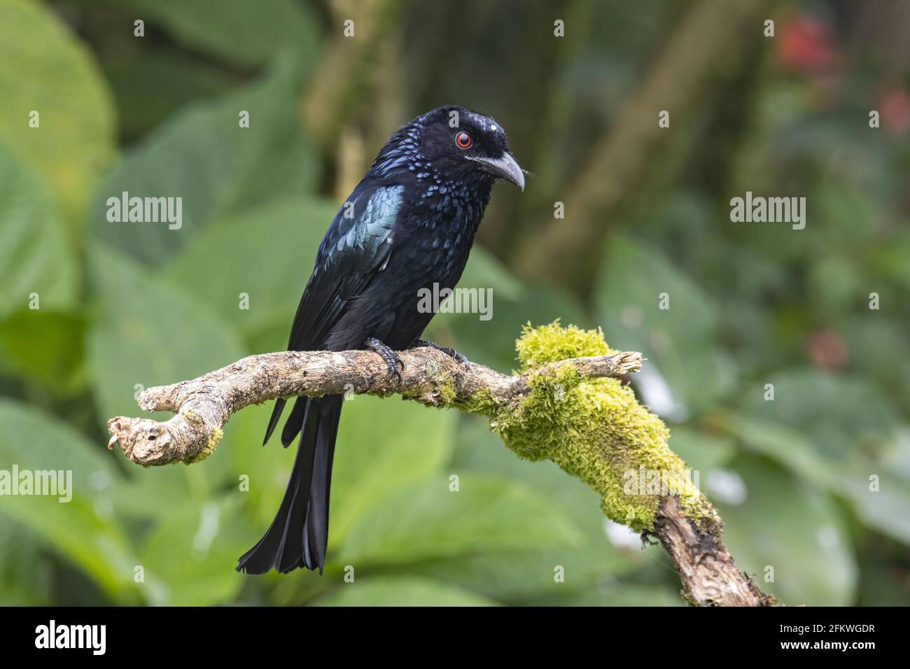 Nature wildlife image of Bronze Drongo bird (Dicrurus aeneus) on perch ...