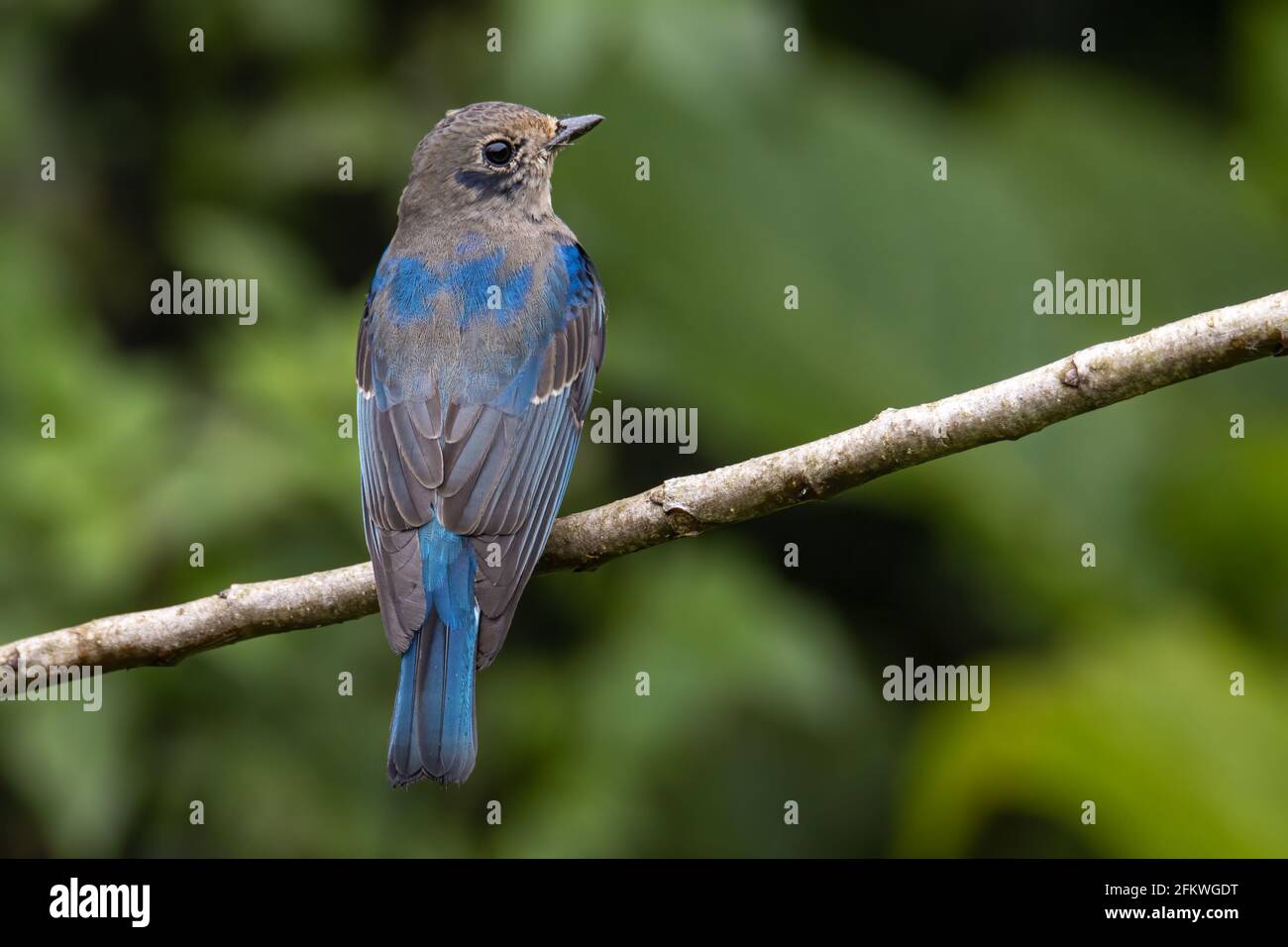 Juvenile Blue-and-white Flycatcher, Japanese Flycatcher male blue and ...