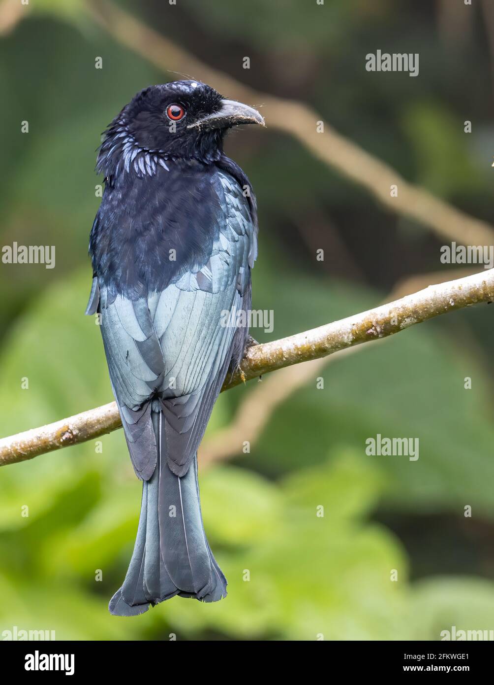 Nature wildlife image of Bronze Drongo bird (Dicrurus aeneus) on perch ...