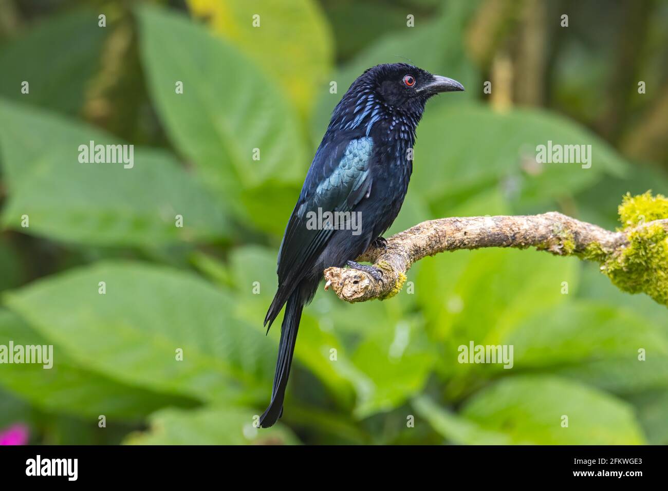 Nature wildlife image of Bronze Drongo bird (Dicrurus aeneus) on perch ...