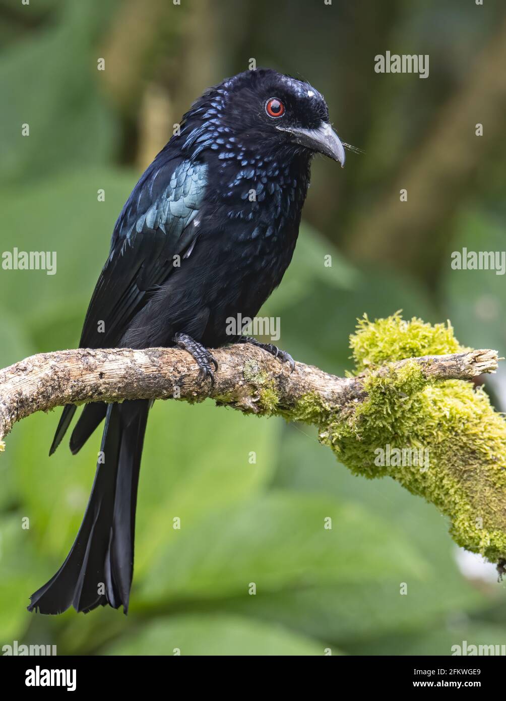 Nature wildlife image of Bronze Drongo bird (Dicrurus aeneus) on perch ...