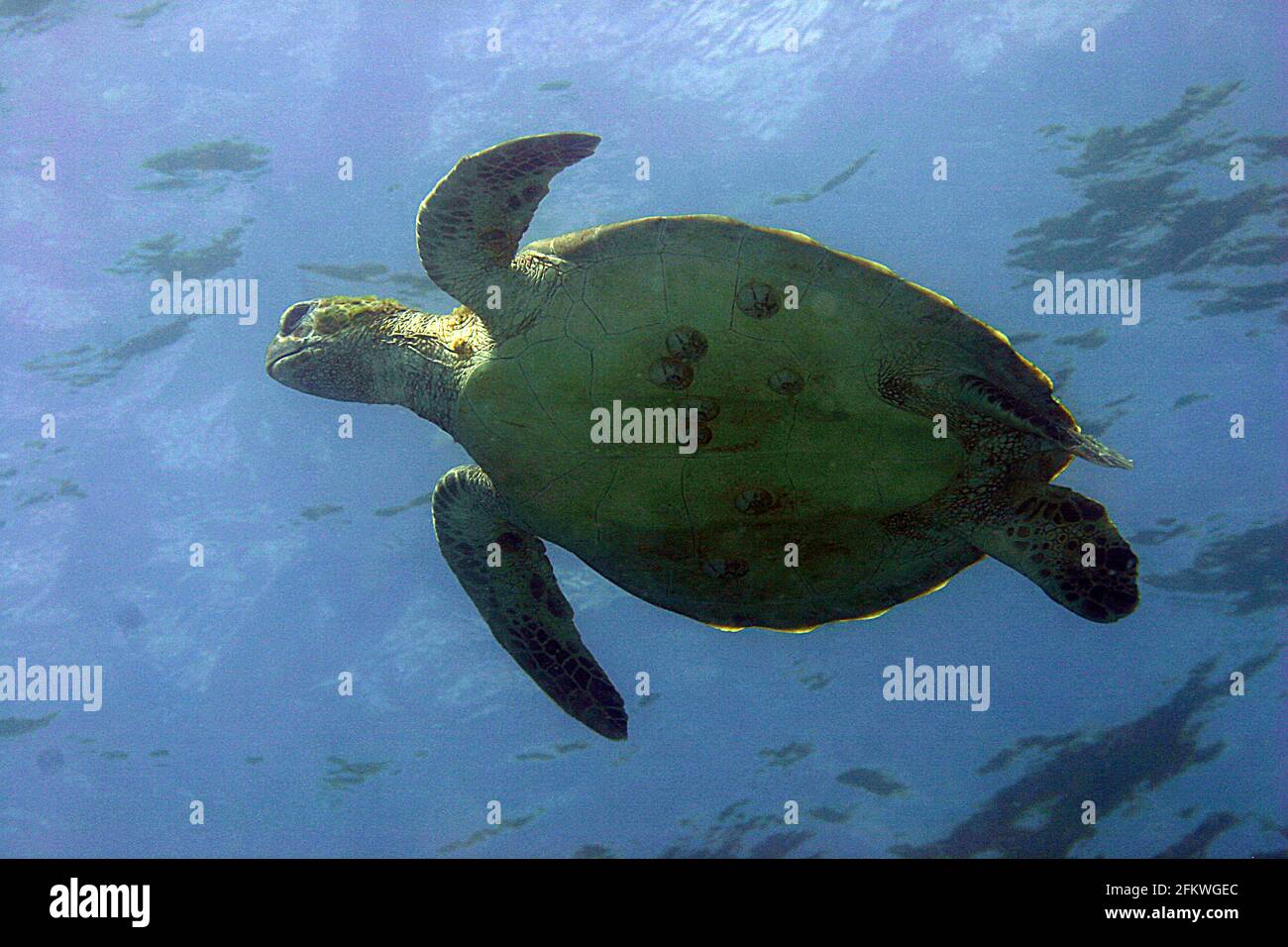 Animali dei Mari Tropicali Stock Photo - Alamy