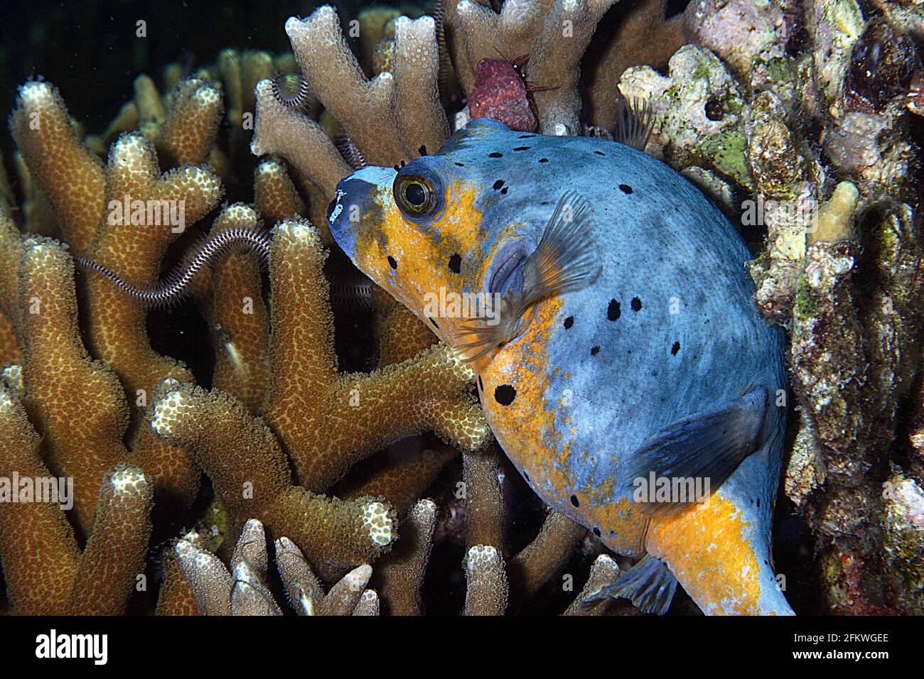 Mari tropicali hi-res stock photography and images - Alamy