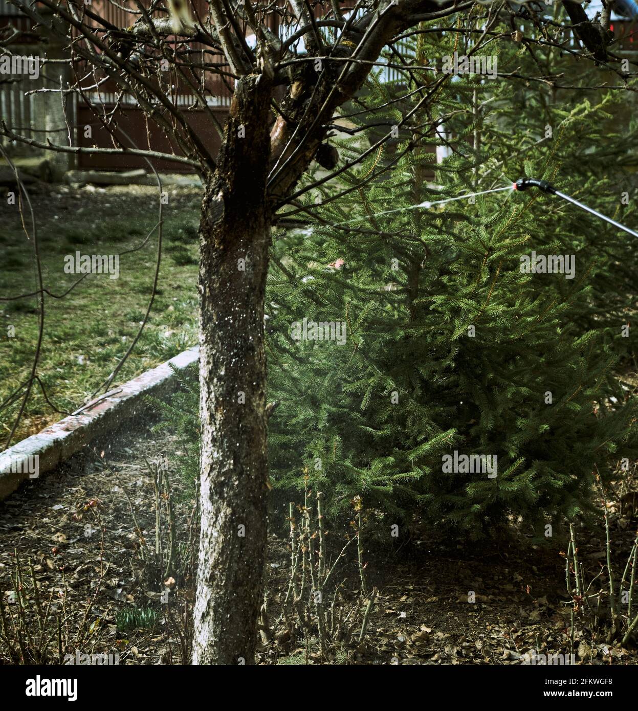 Spring spraying fruit trees hi-res stock photography and images - Alamy