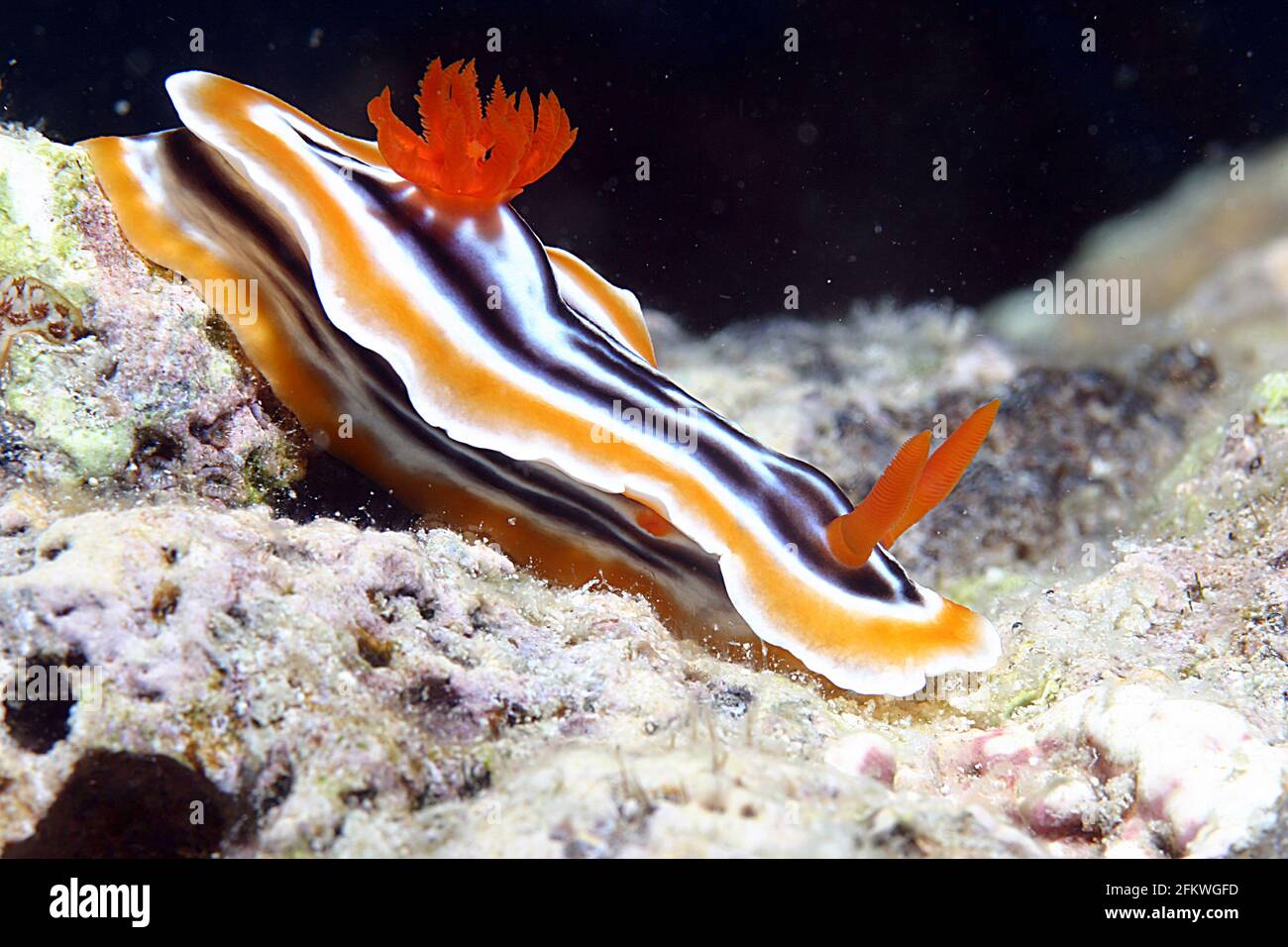 Mari tropicali hi-res stock photography and images - Alamy