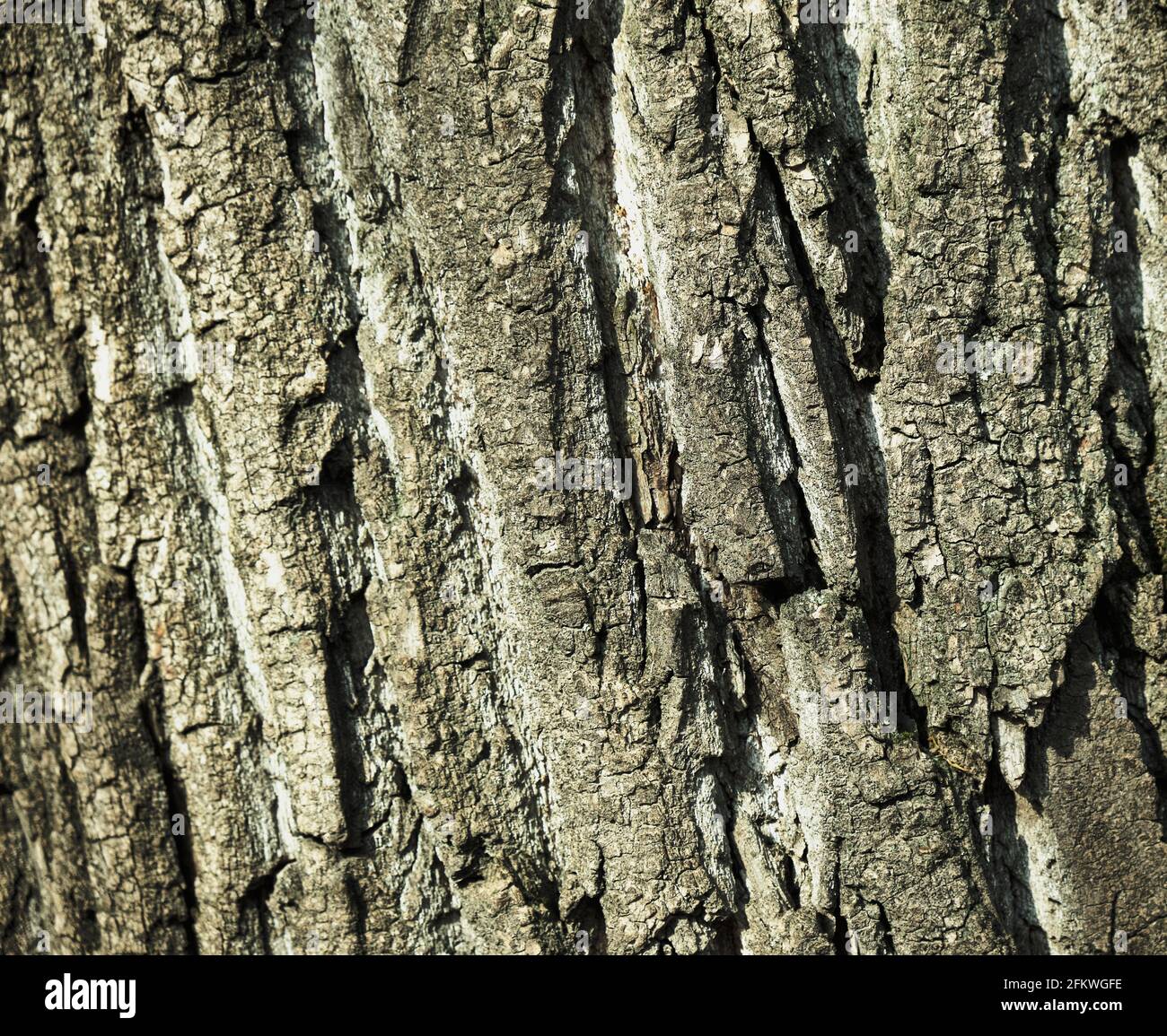 The texture of a tree bark in the soft sunlight Stock Photo - Alamy
