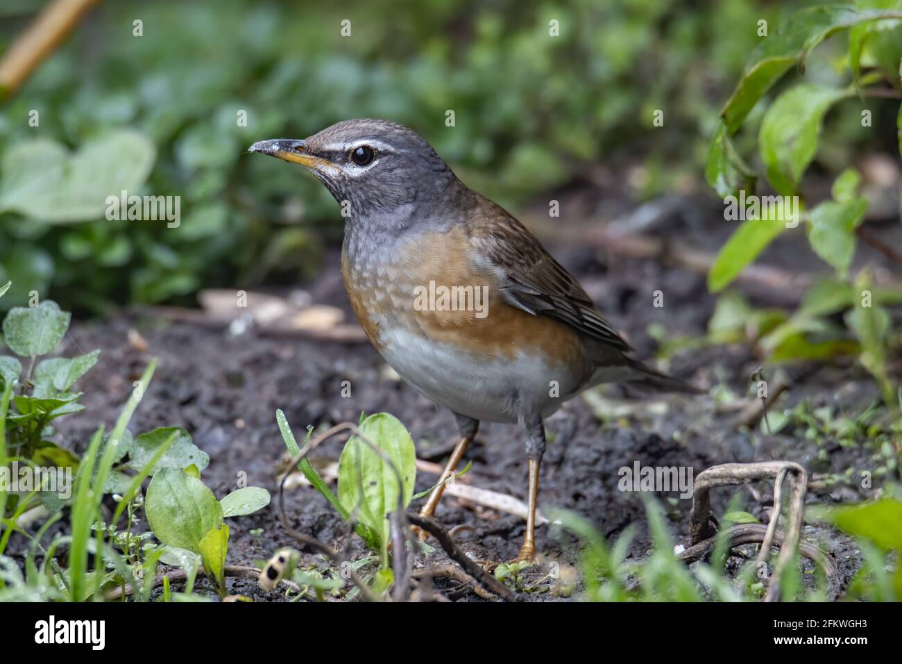 Nature wildlife image of Eyebrow thrush bird on nature jungle Stock ...