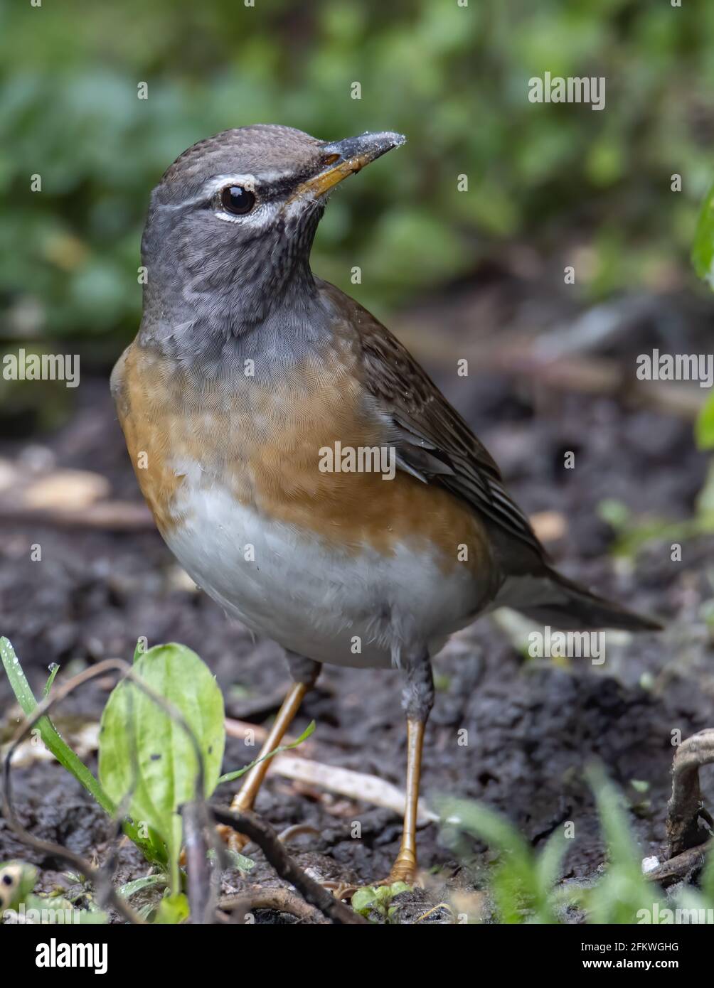 Nature wildlife image of Eyebrow thrush bird on nature jungle Stock ...
