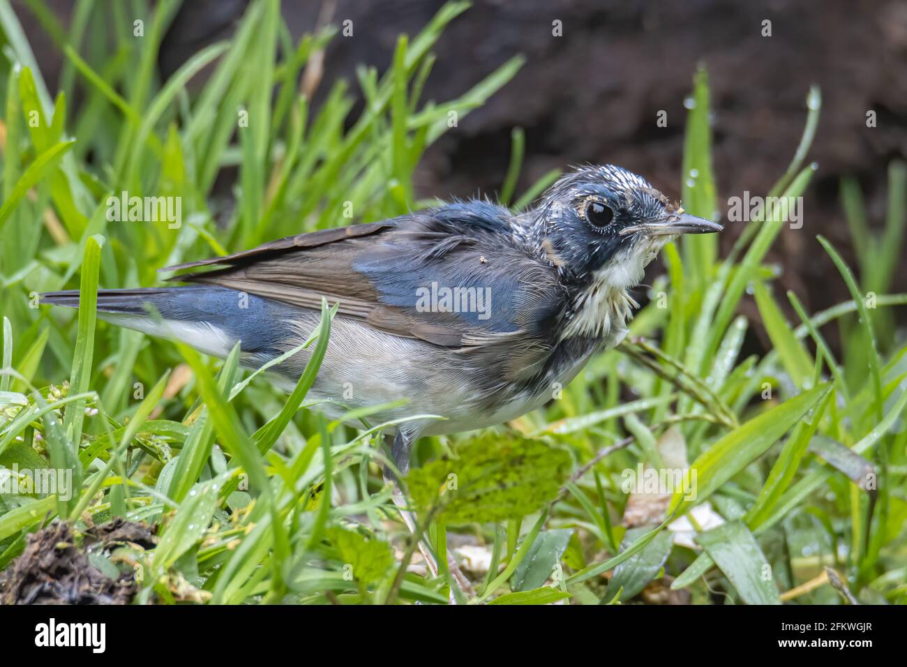 Juvenile Blue-and-white Flycatcher, Japanese Flycatcher male blue and ...