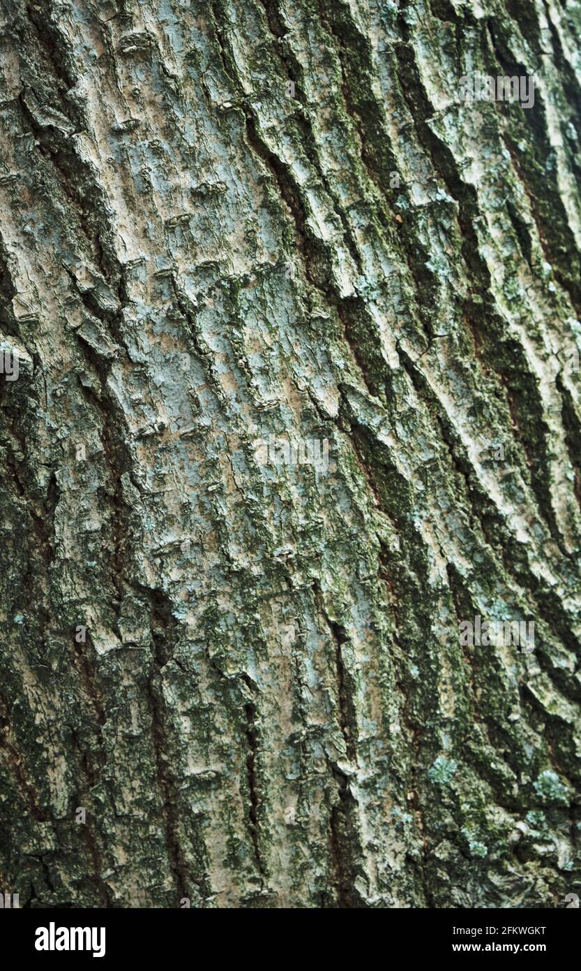The texture of a tree bark in the soft sunlight Stock Photo - Alamy