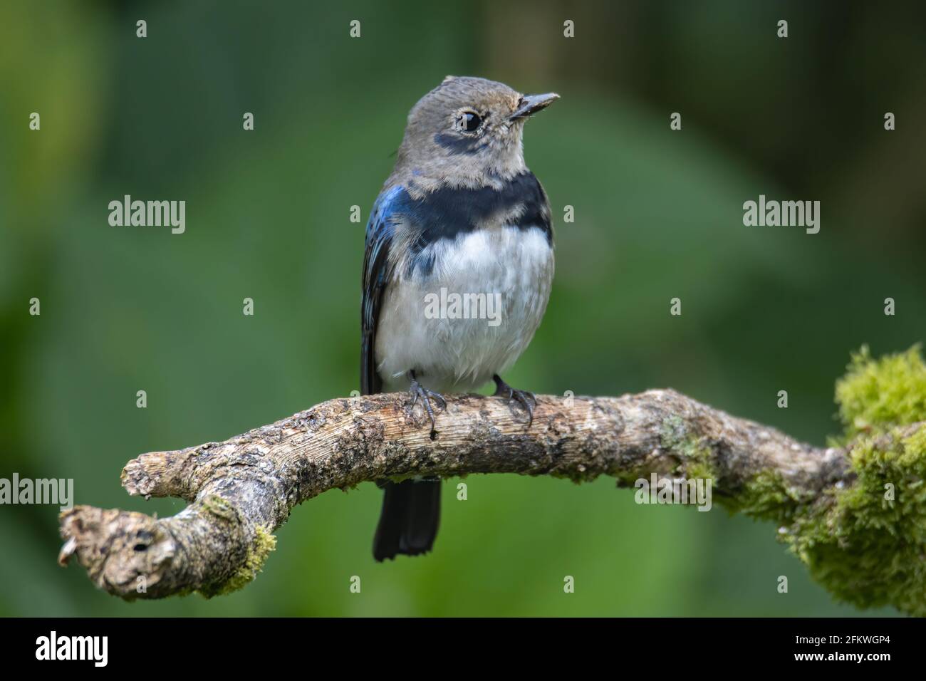 Juvenile Blue-and-white Flycatcher, Japanese Flycatcher male blue and ...