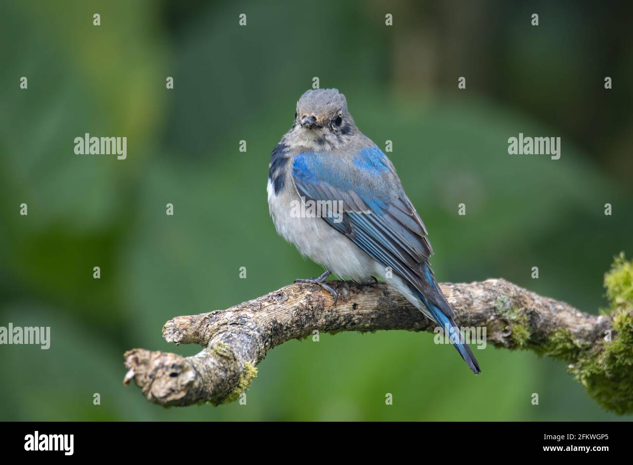 Juvenile Blue-and-white Flycatcher, Japanese Flycatcher male blue and ...