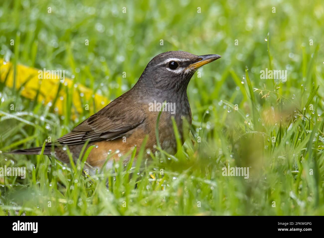 Nature wildlife image of Eyebrow thrush bird on nature jungle Stock ...