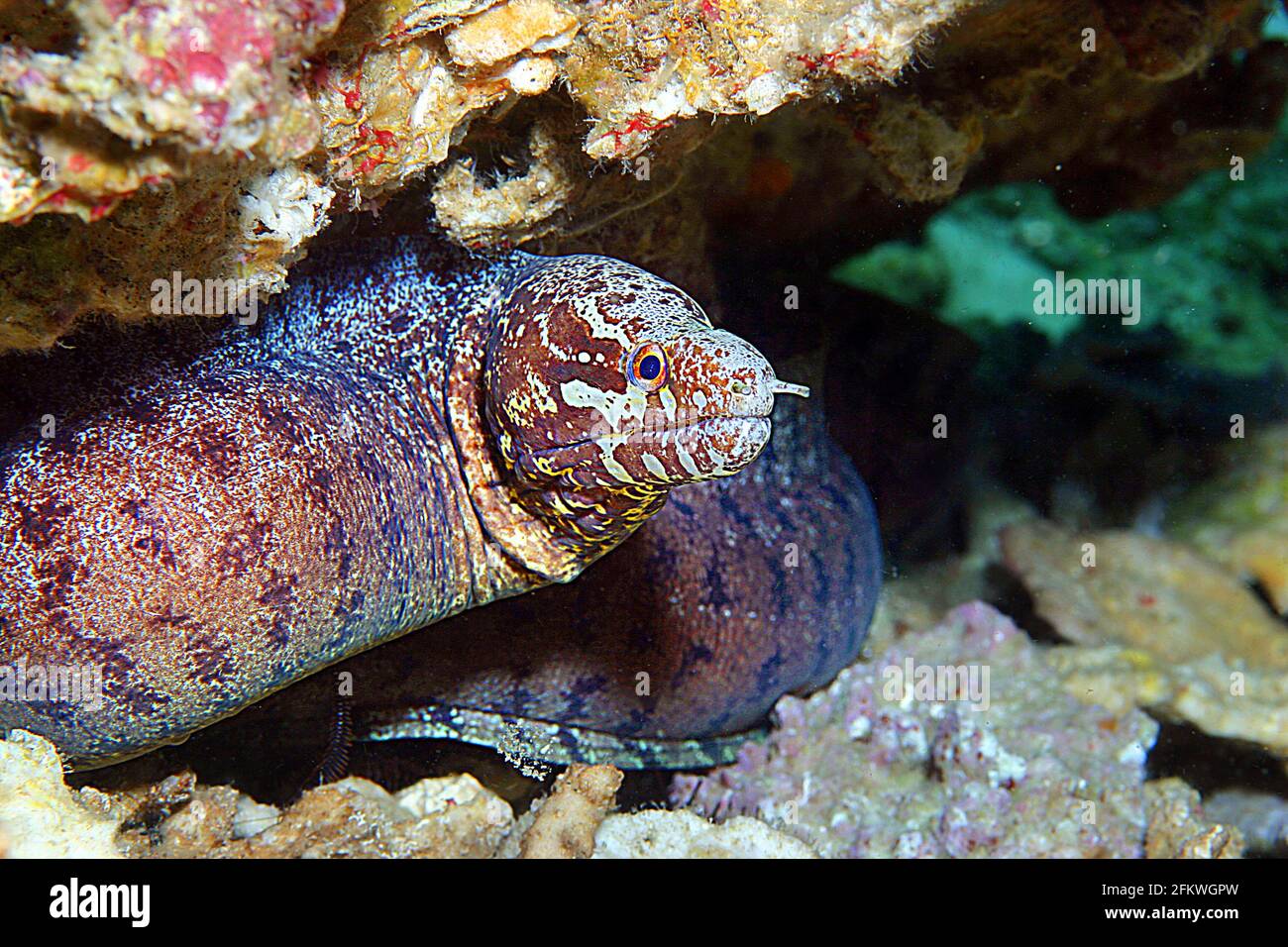 Animali dei Mari Tropicali Stock Photo - Alamy