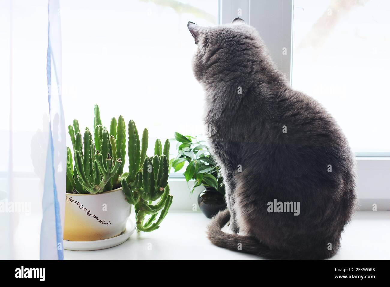 Beautiful cat sitting near the window Stock Photo - Alamy