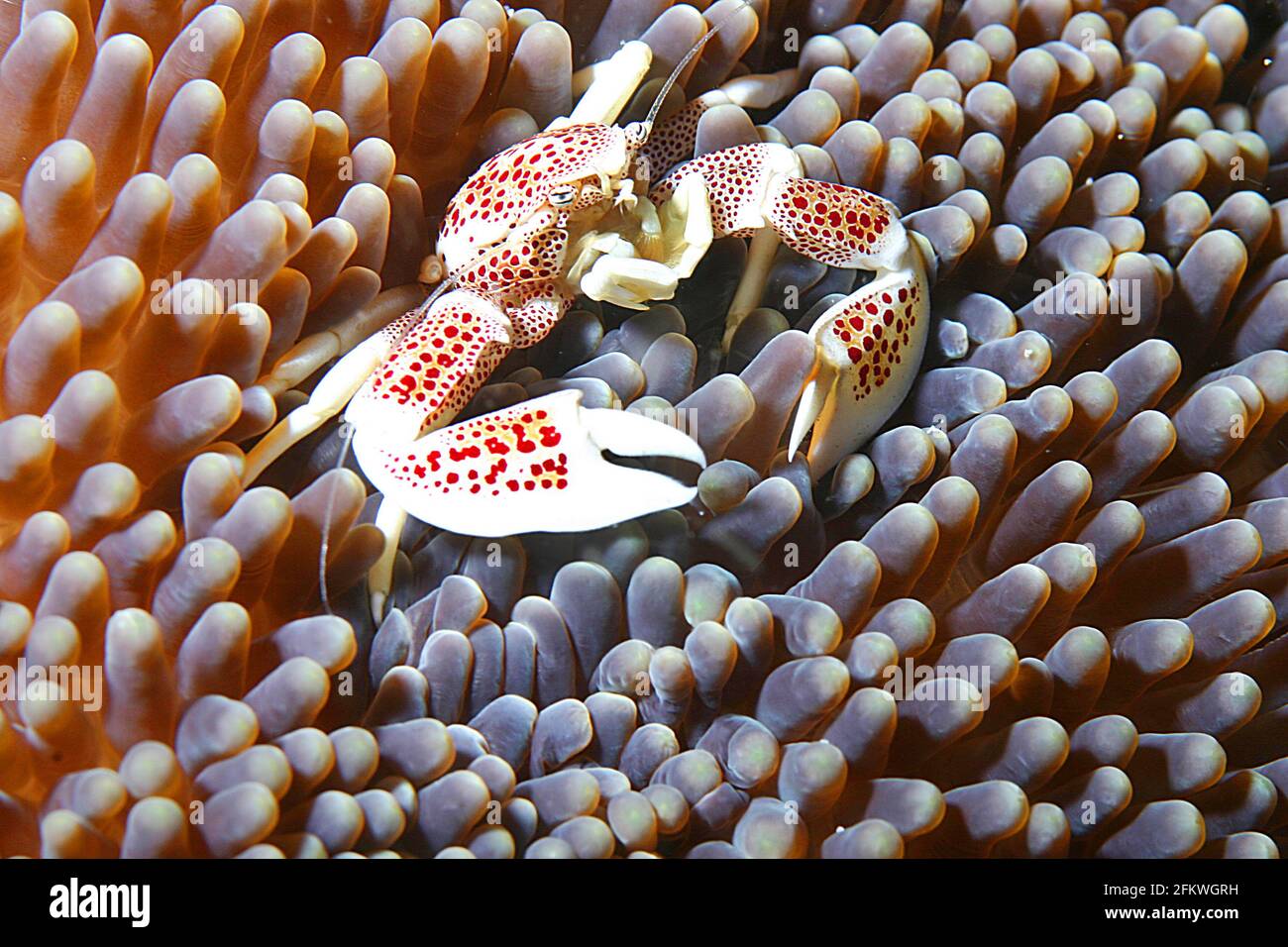 Animali dei Mari Tropicali Stock Photo - Alamy