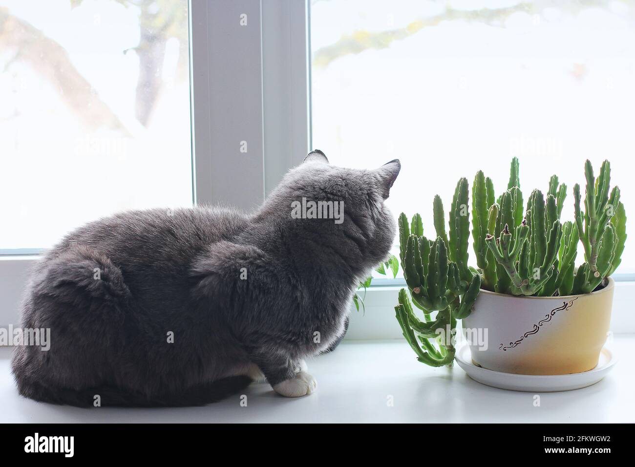 Beautiful cat sitting near the window Stock Photo - Alamy