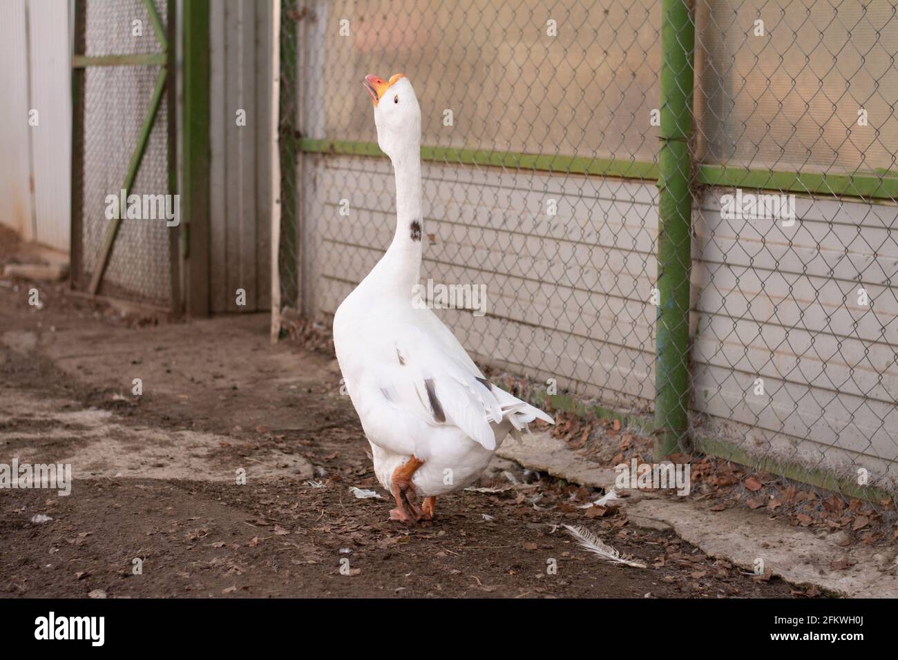 Goose on the farm. Bird in the yard. Goose stretched out his neck ...