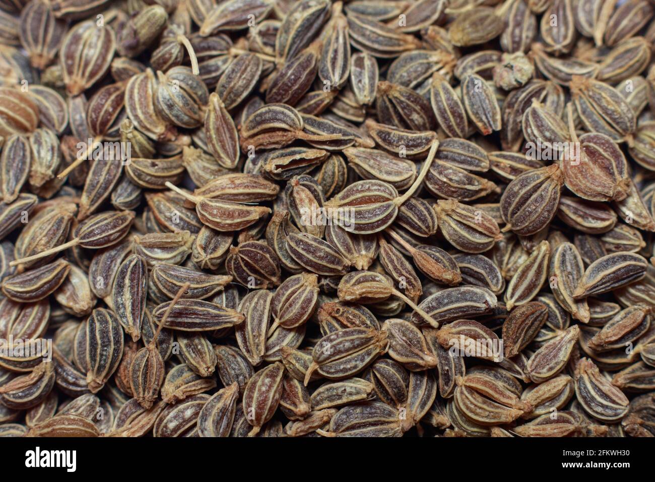 Parsley Seeds In Urdu