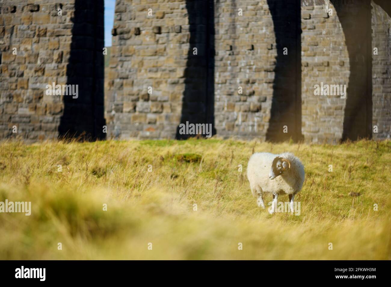 Sheep grazing under Ribblehead viaduct, located in North Yorkshire ...
