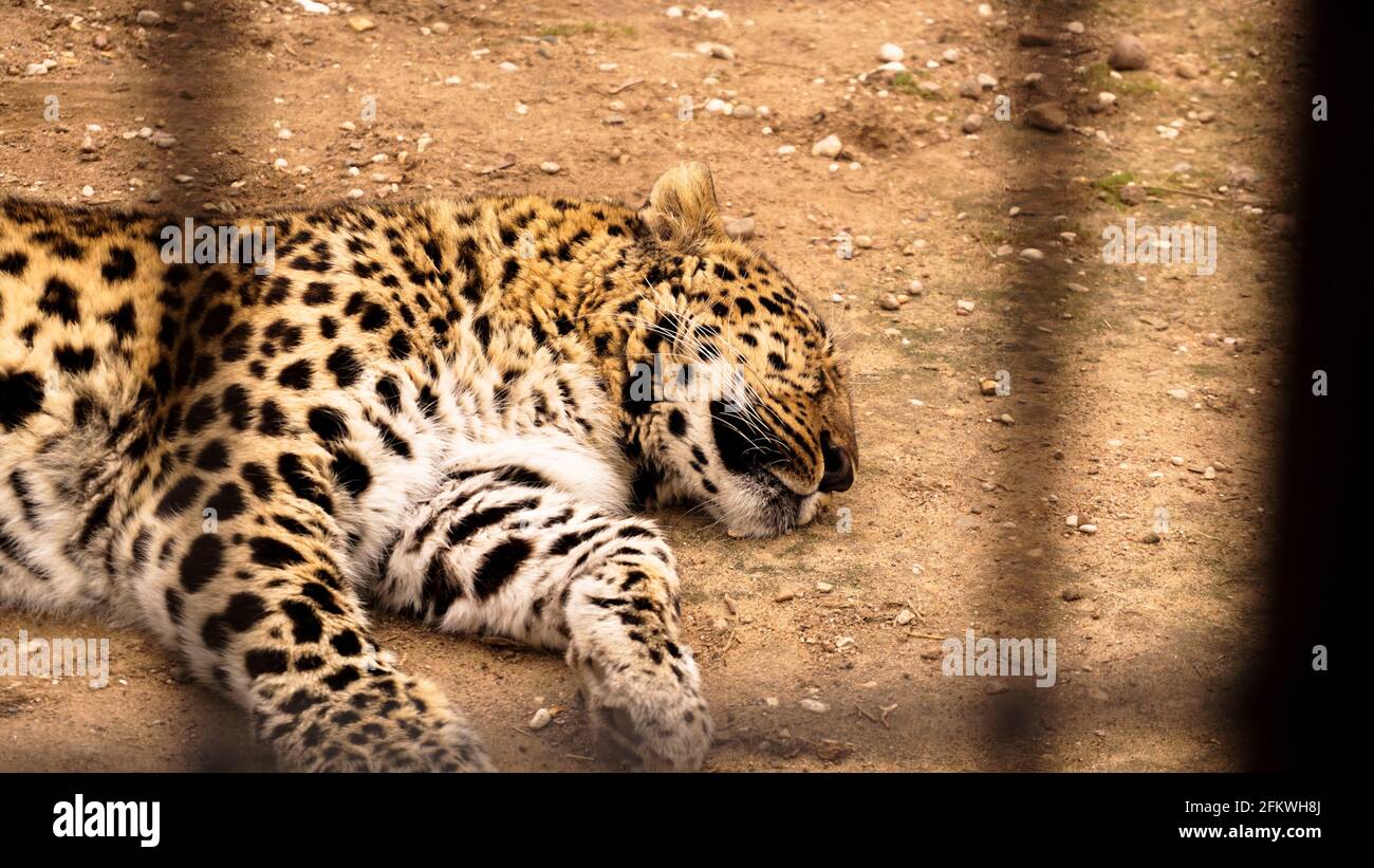 Leopard in a zoo cage. A wild beast sleeps on the ground. Tired leopard ...