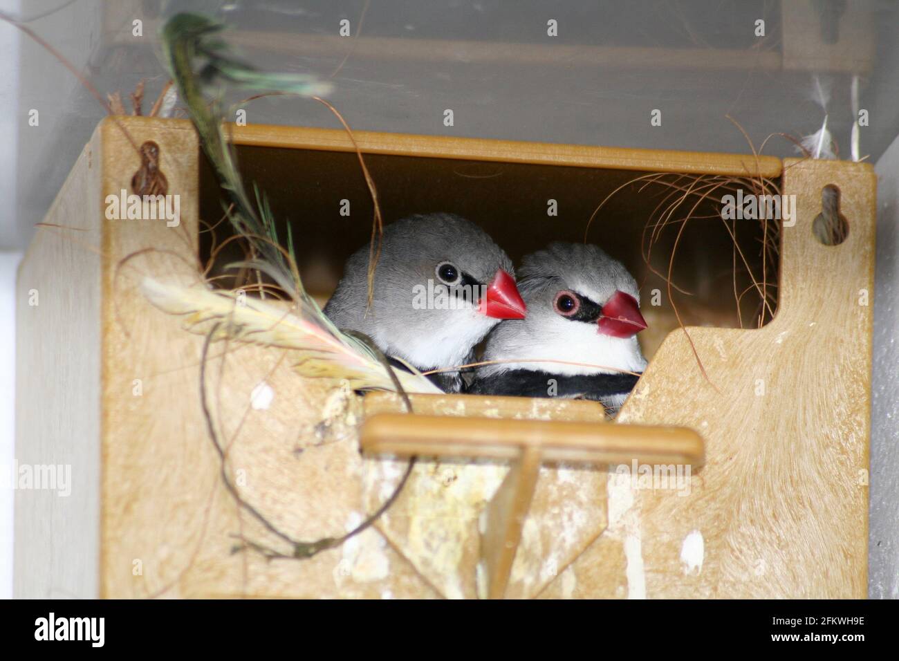 Songbirds sit in the nesting box and look out Stock Photo - Alamy