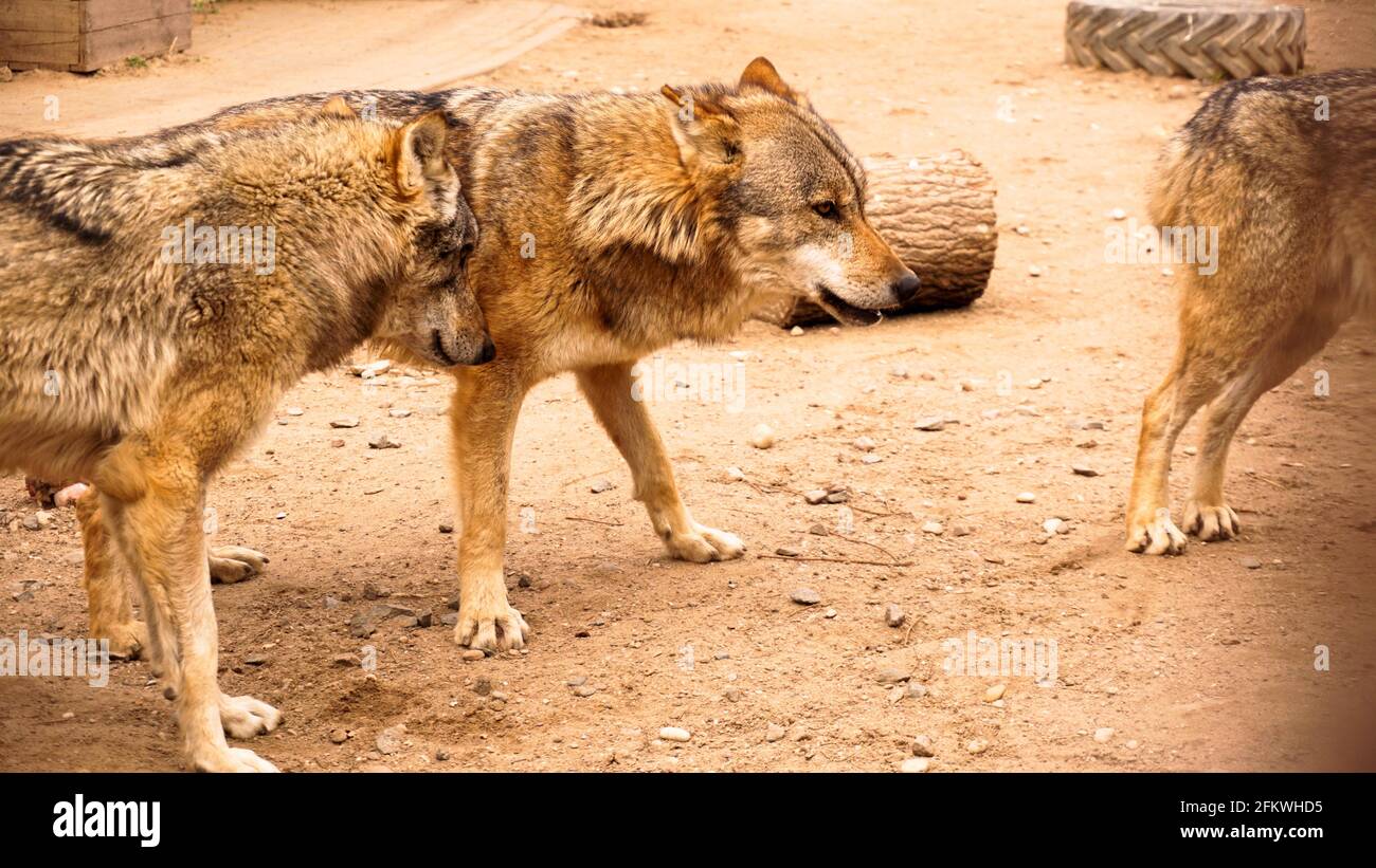 A pack of wolves at the zoo. Wolves in a zoo cage. Wild animals Stock ...