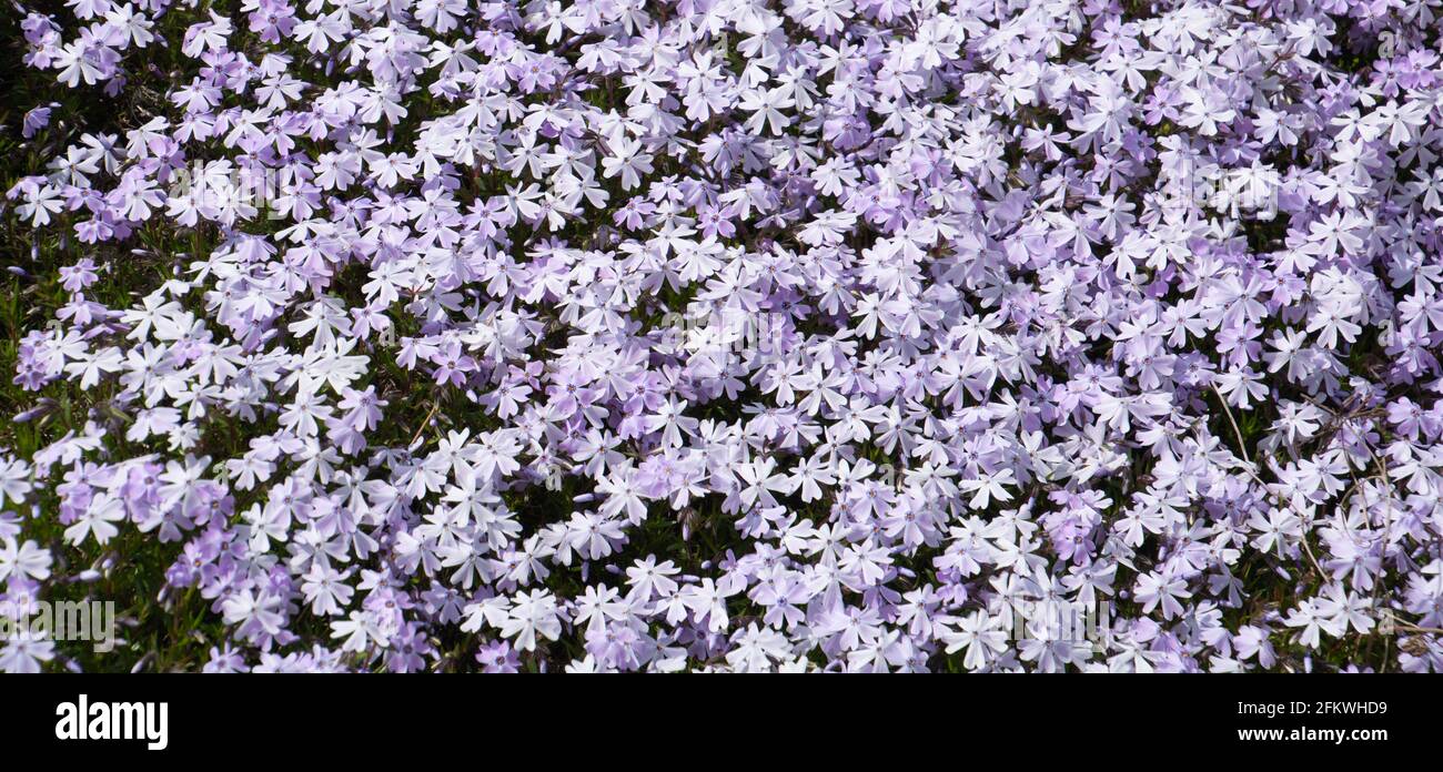 panorama look of phlox in spring bloom with tiny light violet flowers ...
