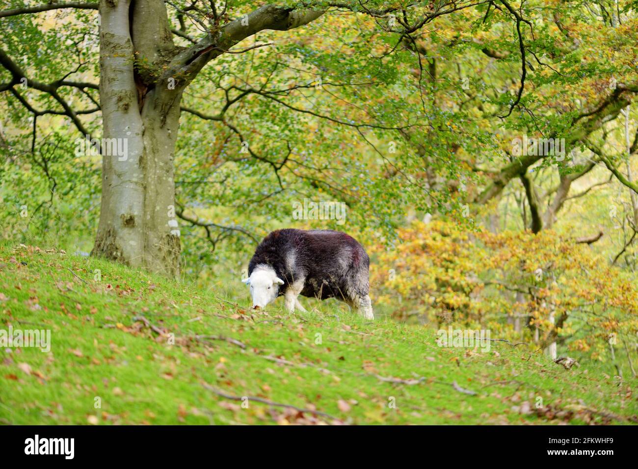 Sheep marked with colorful dye grazing in green pastures. Adult sheep ...