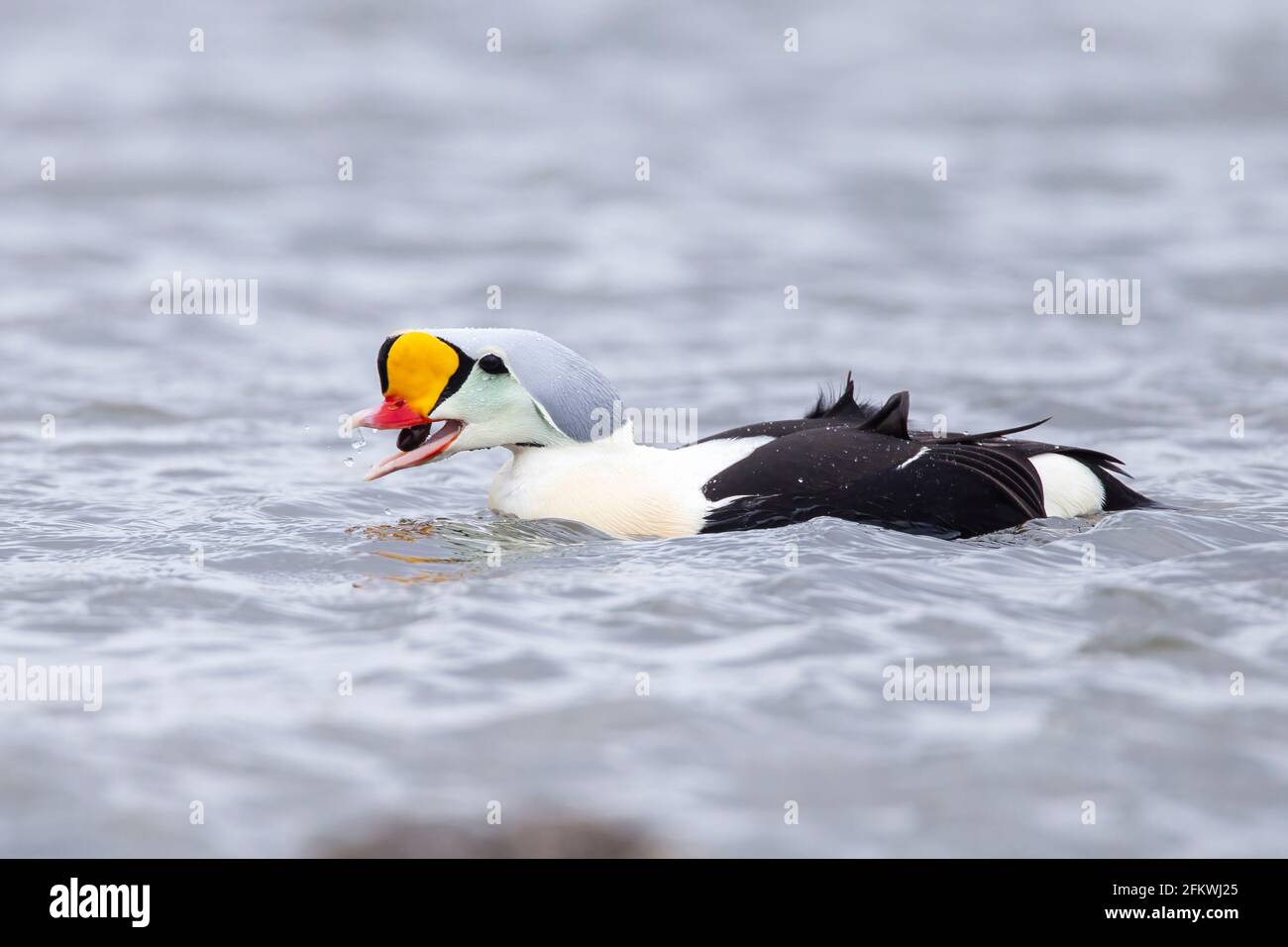king eider, Somateria spectabilis, single adult male in breeding ...