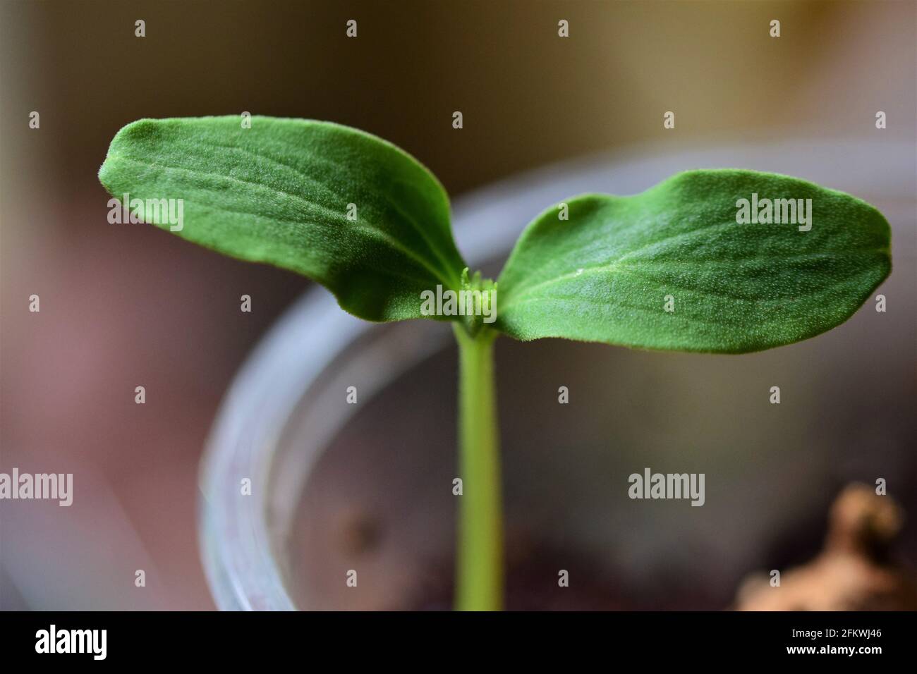 Closeup seedling hi-res stock photography and images - Alamy