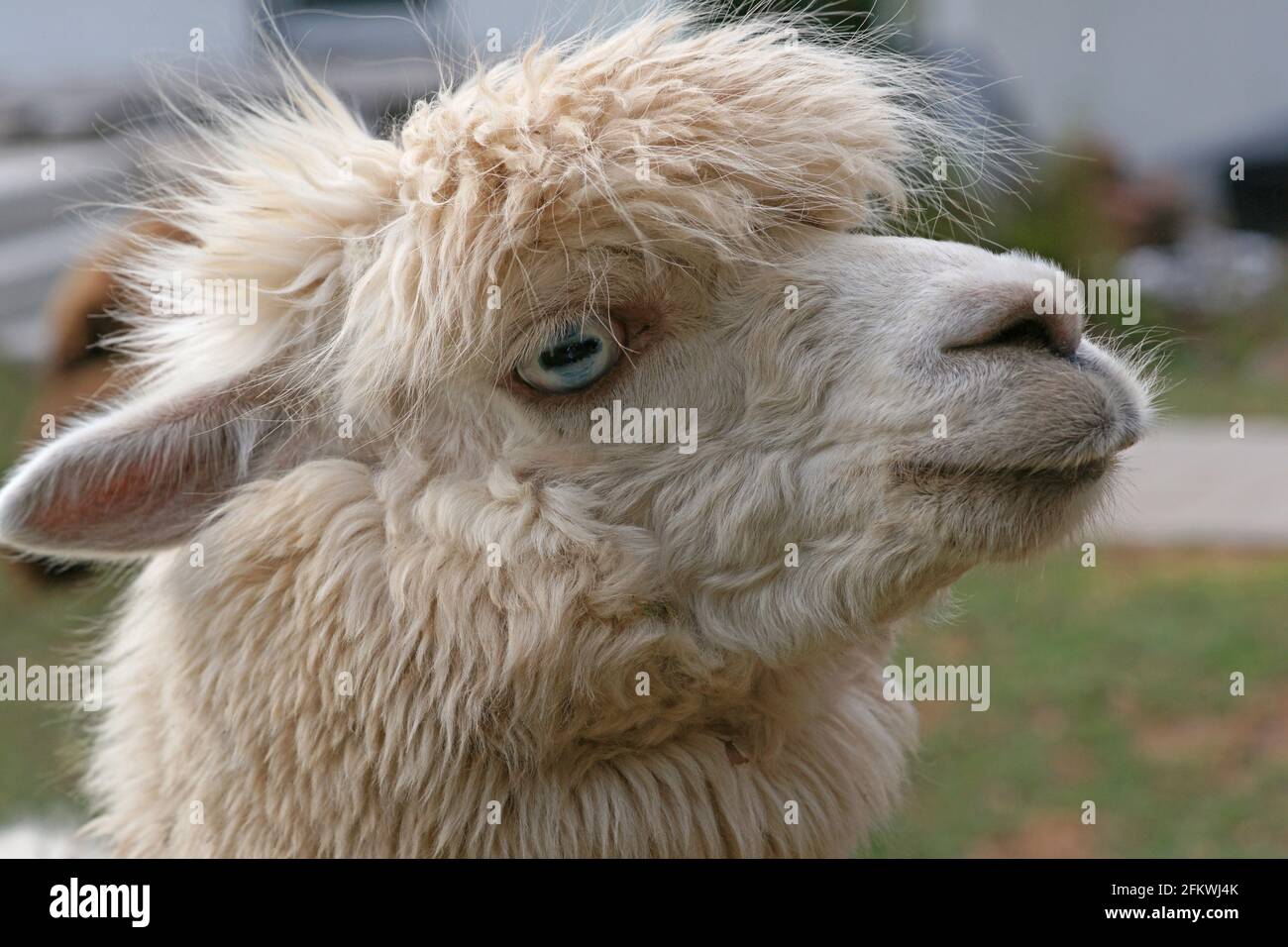 Keeping alpaca hi-res stock photography and images - Alamy
