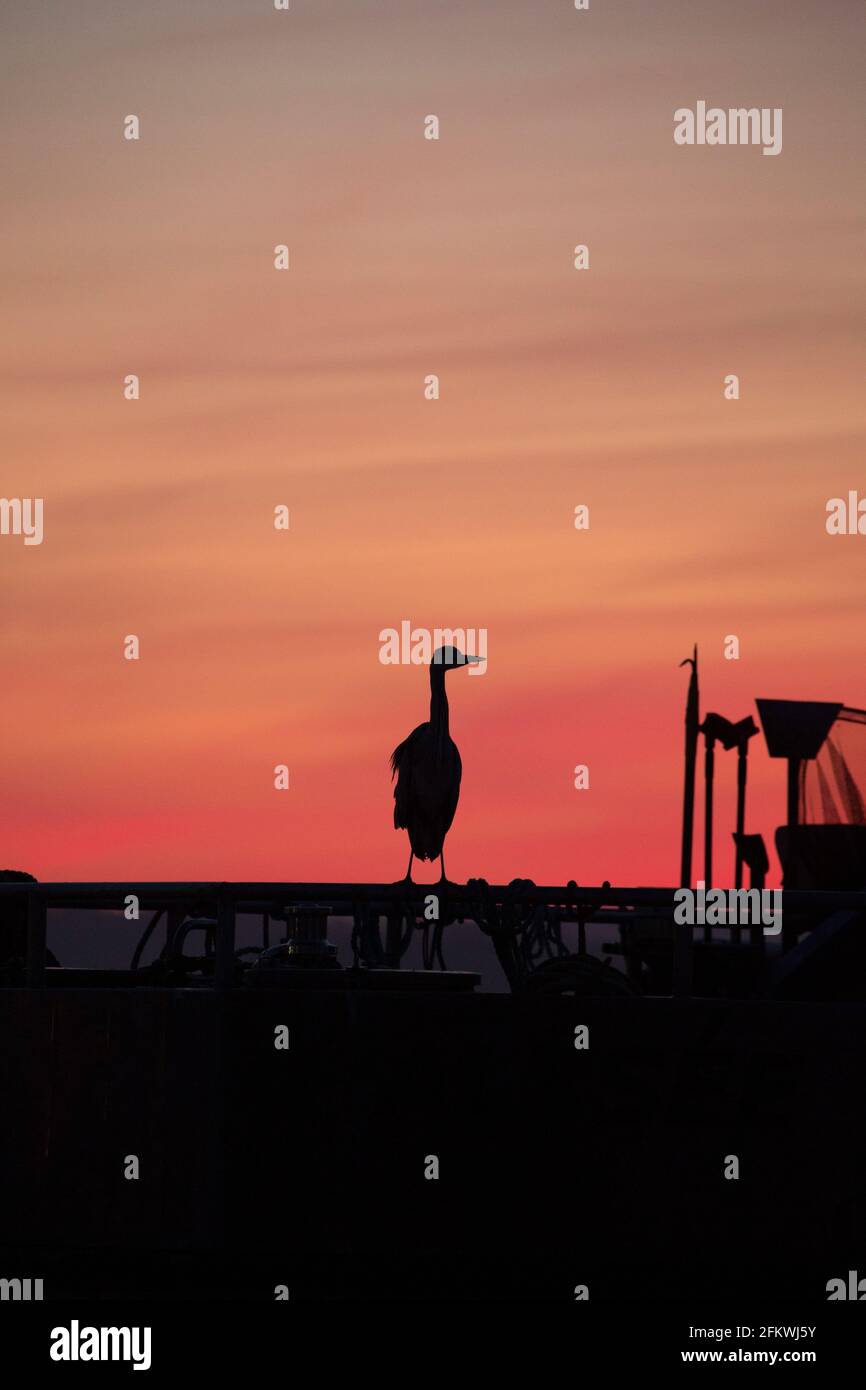 Heron brixham hi-res stock photography and images - Alamy