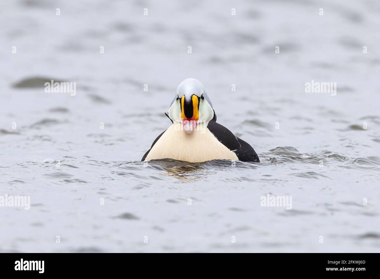 king eider, Somateria spectabilis, single adult male in breeding ...