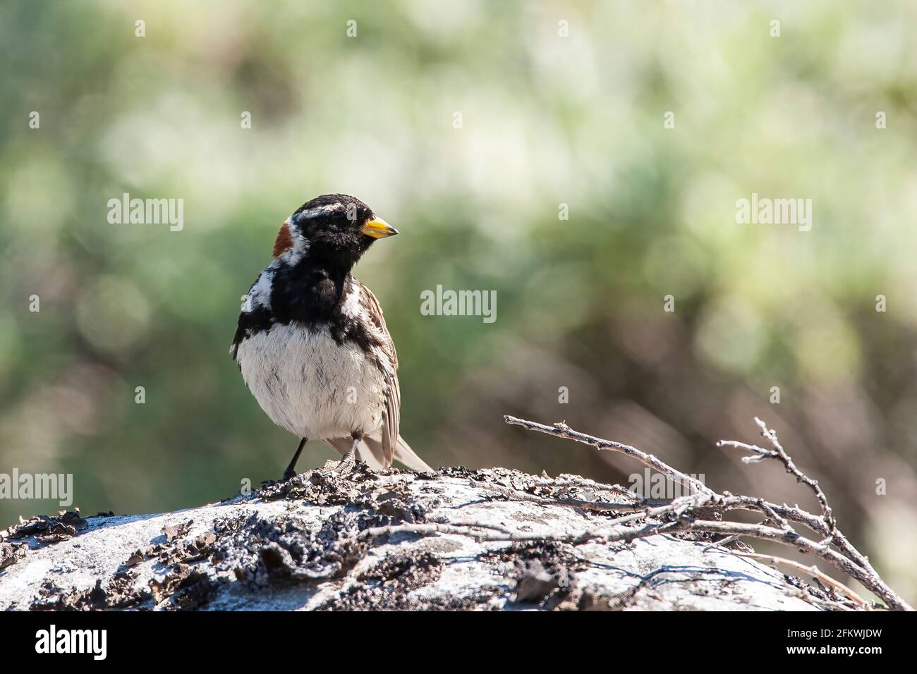 Female lapland bunting hi-res stock photography and images - Alamy