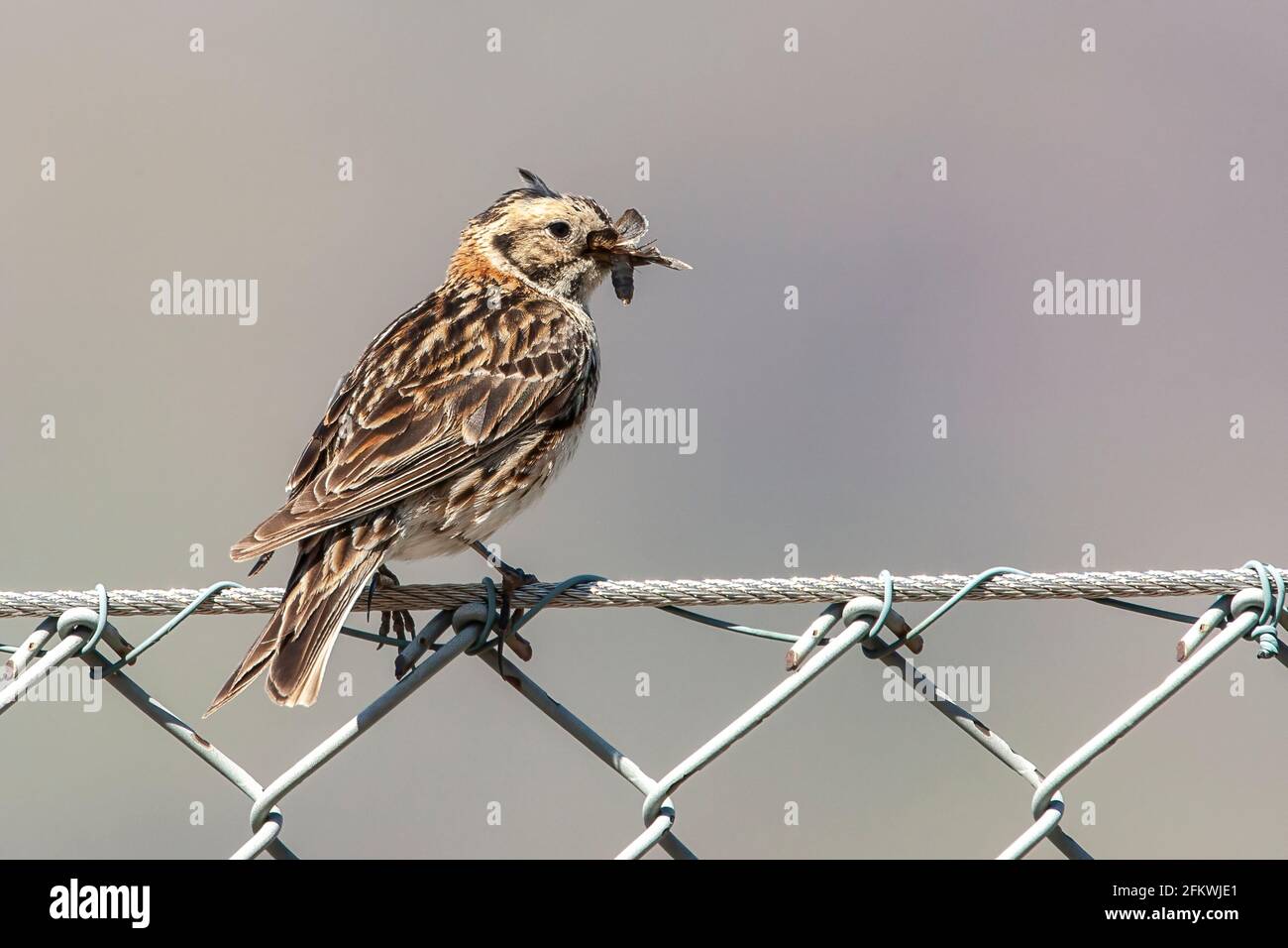 Female lapland bunting hi-res stock photography and images - Alamy