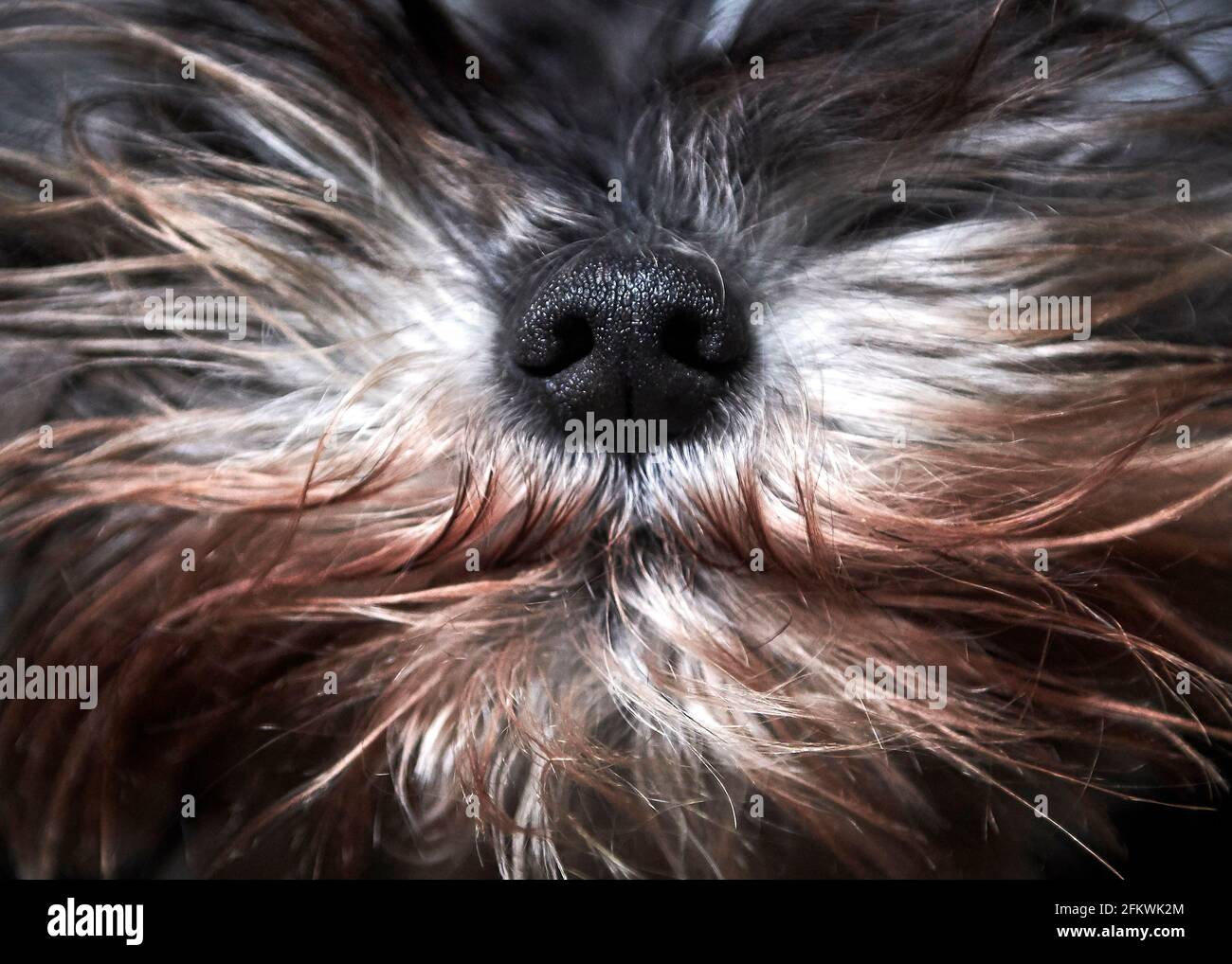 A portrait of a Miniature Schnauzer dog with a scruffy dirty beard ...