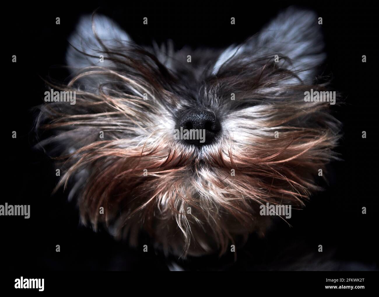 A portrait of a Miniature Schnauzer dog with a scruffy dirty beard ...