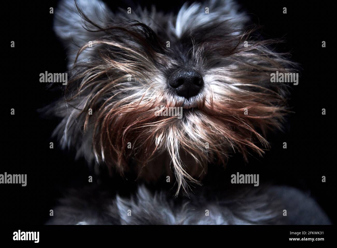 A portrait of a Miniature Schnauzer dog with a scruffy dirty beard ...